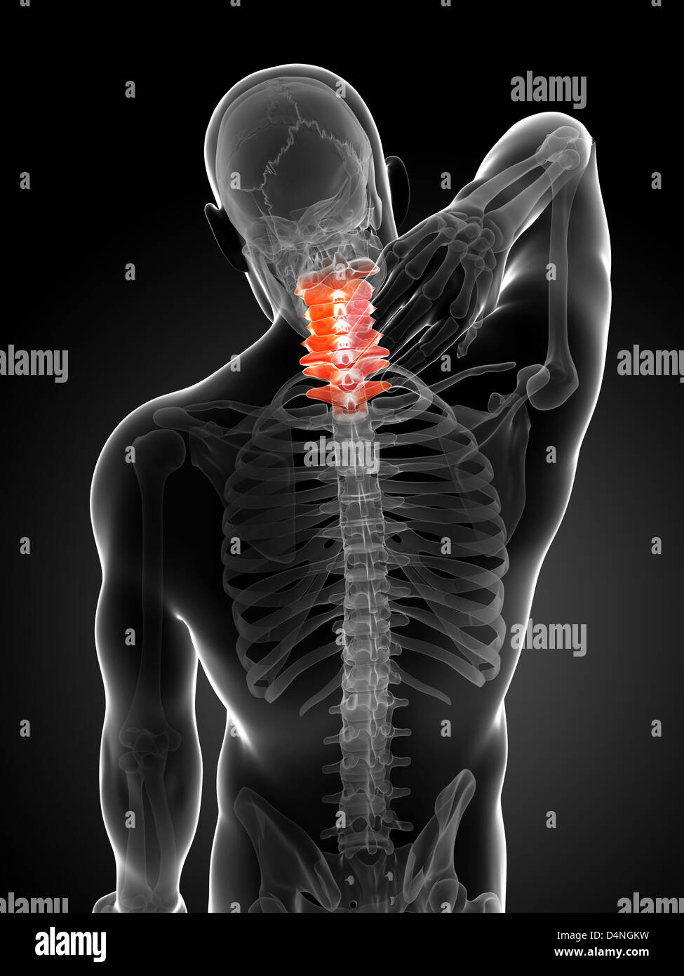 Highlighted upper spine Stock Photo - Alamy