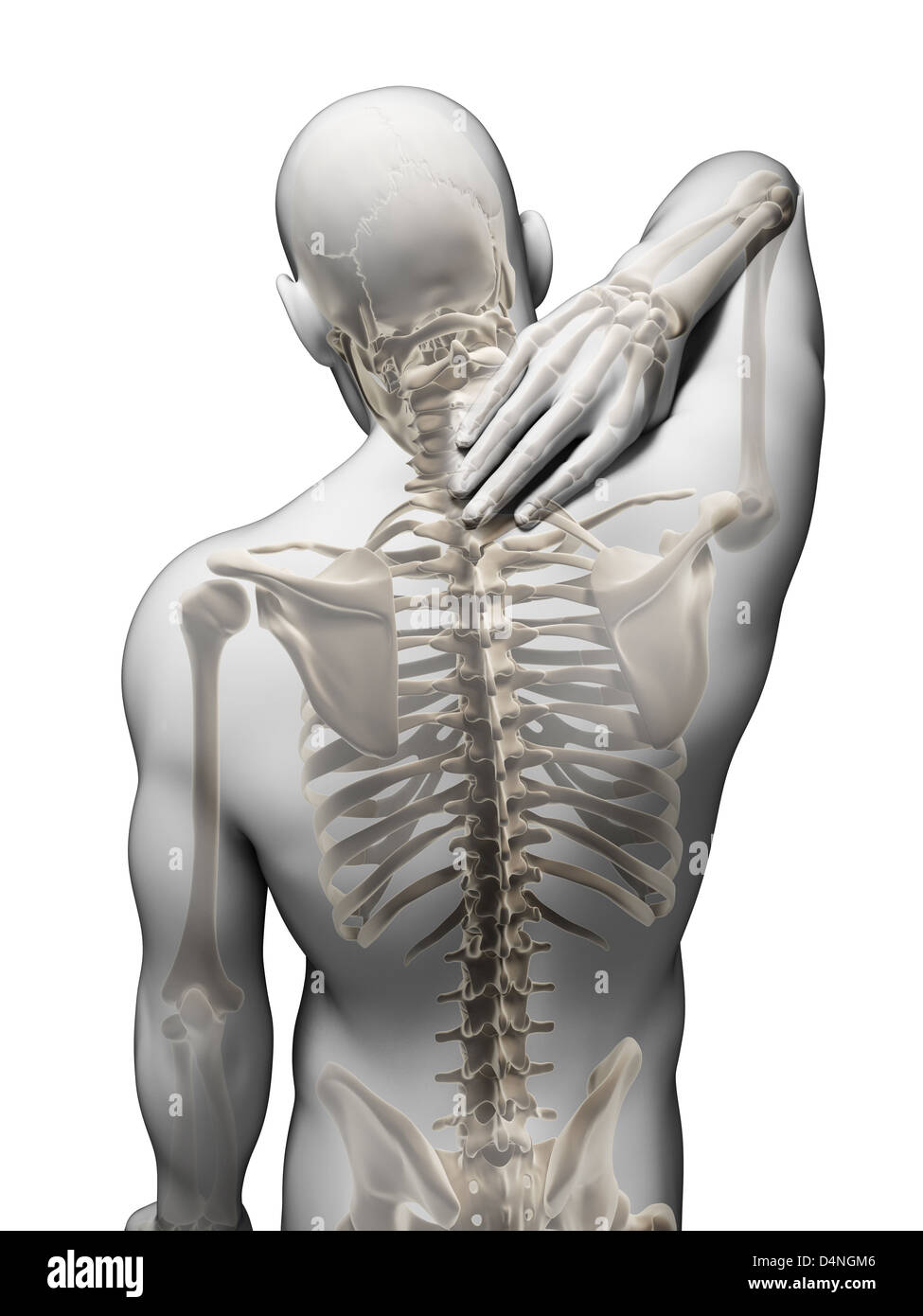 Highlighted upper spine Stock Photo - Alamy