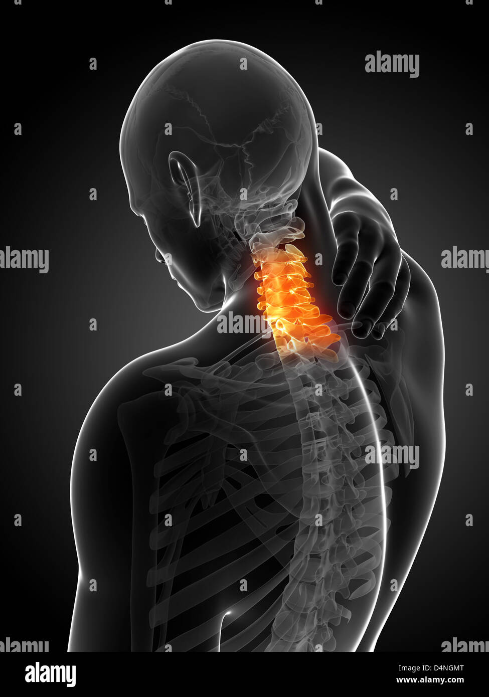Highlighted upper spine Stock Photo - Alamy