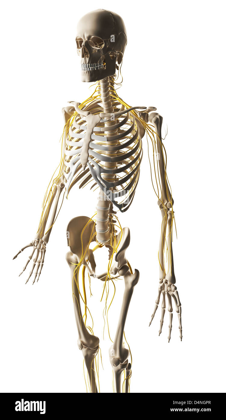 Male nerve system Stock Photo - Alamy