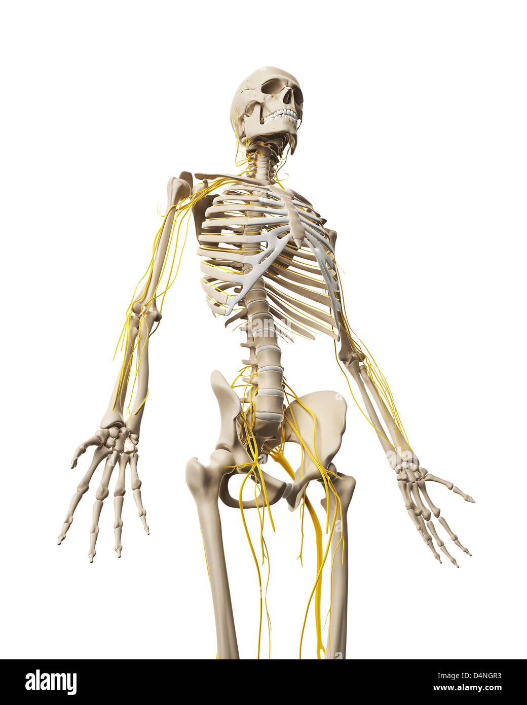 Nervous system with labels hi-res stock photography and images - Alamy