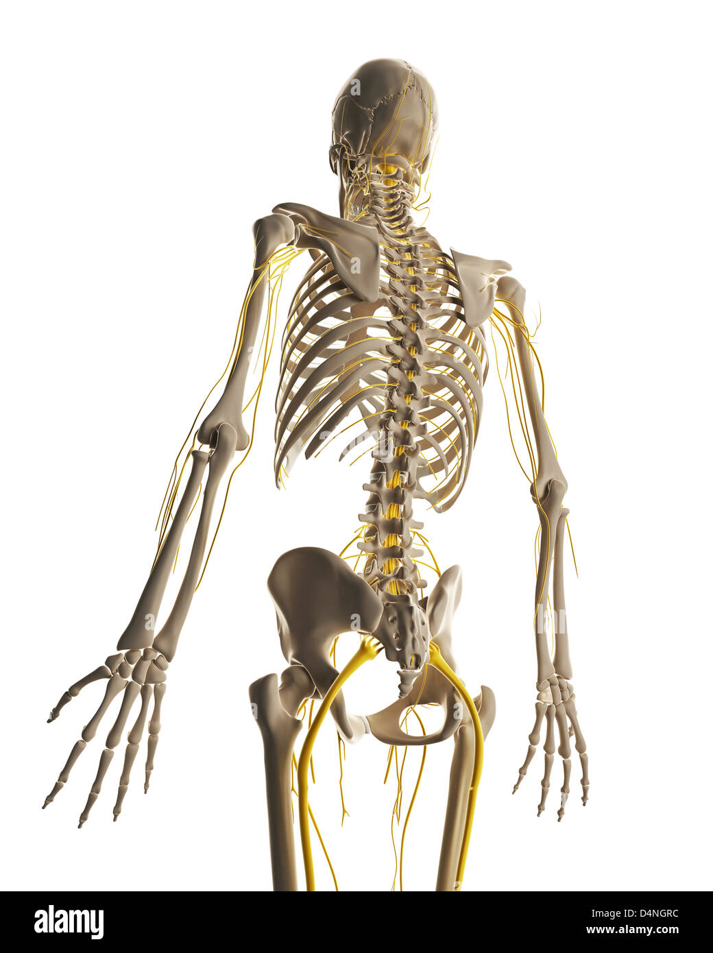 Nervous system Cut Out Stock Images & Pictures - Alamy