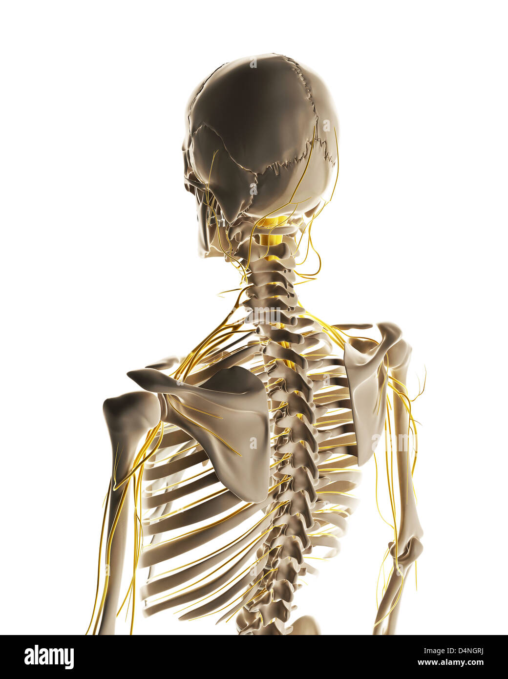 Male nerve system Stock Photo - Alamy