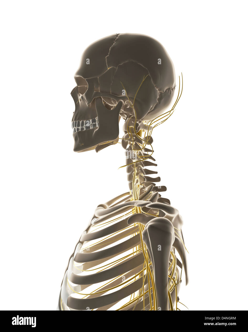 Skeleton nervous system drawing hi-res stock photography and images - Alamy