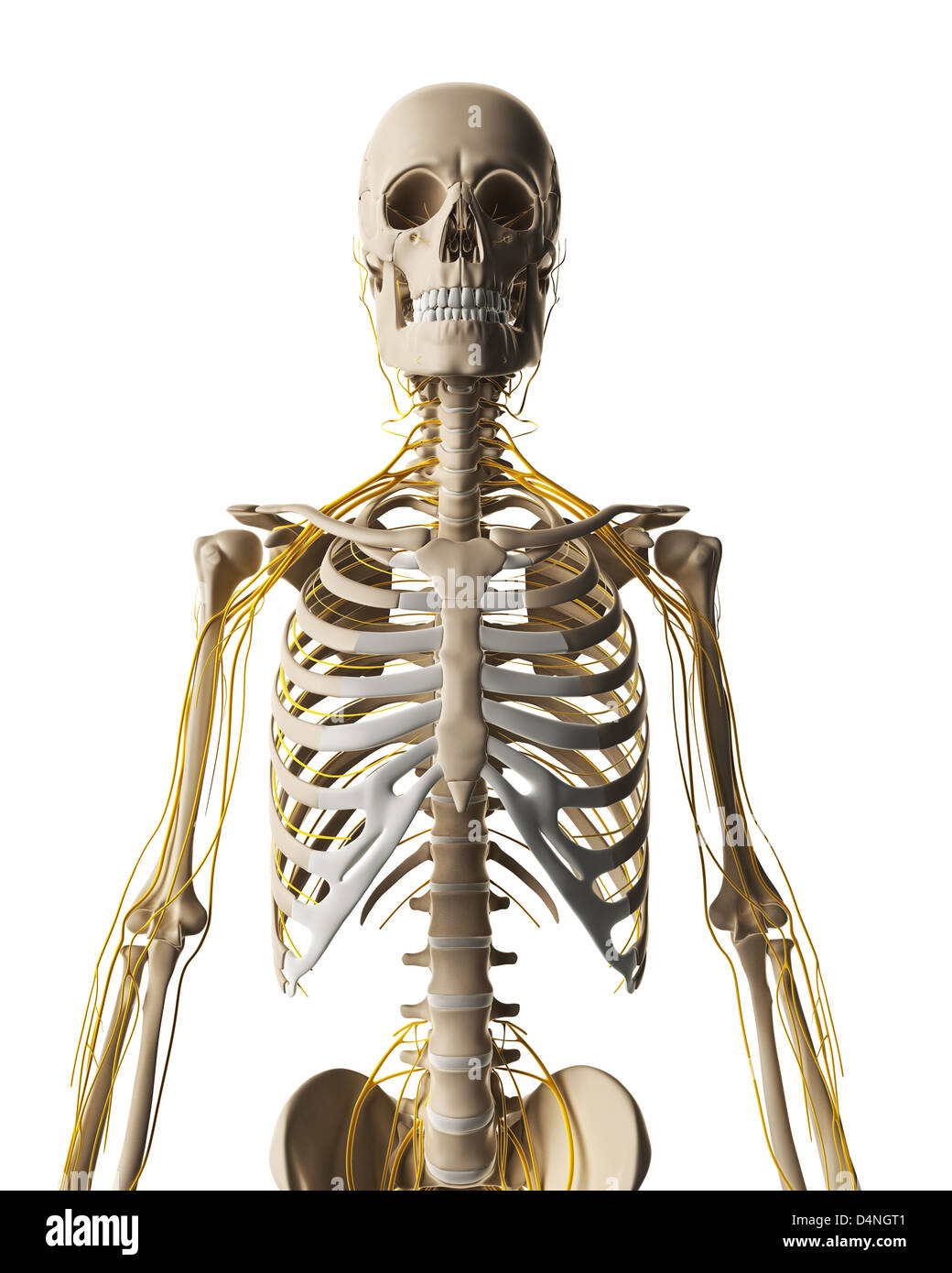 Male nerve system Stock Photo - Alamy