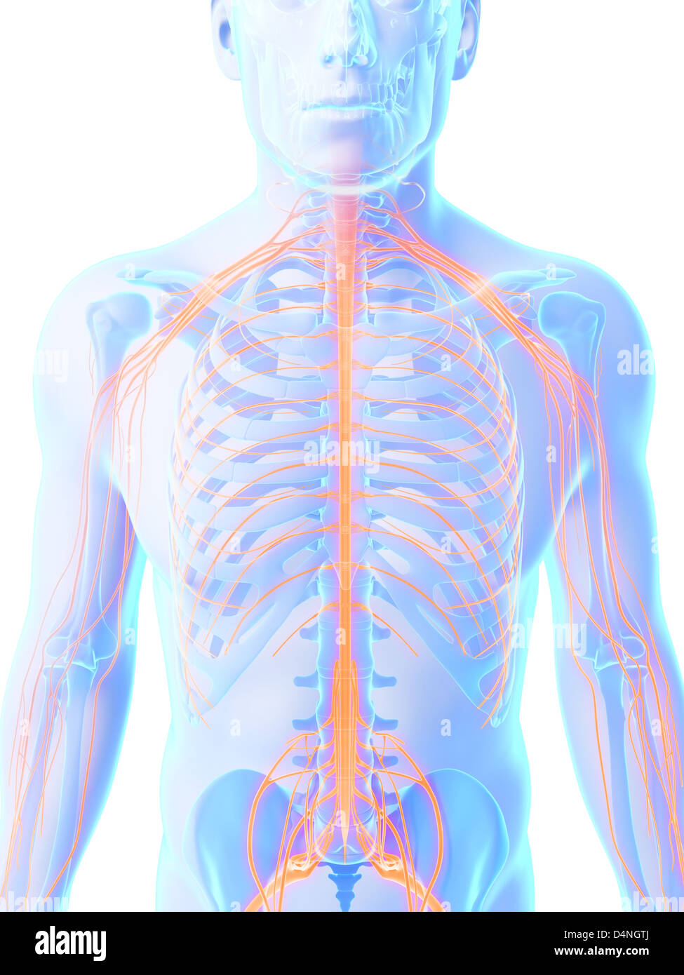 Male nerve system Stock Photo - Alamy