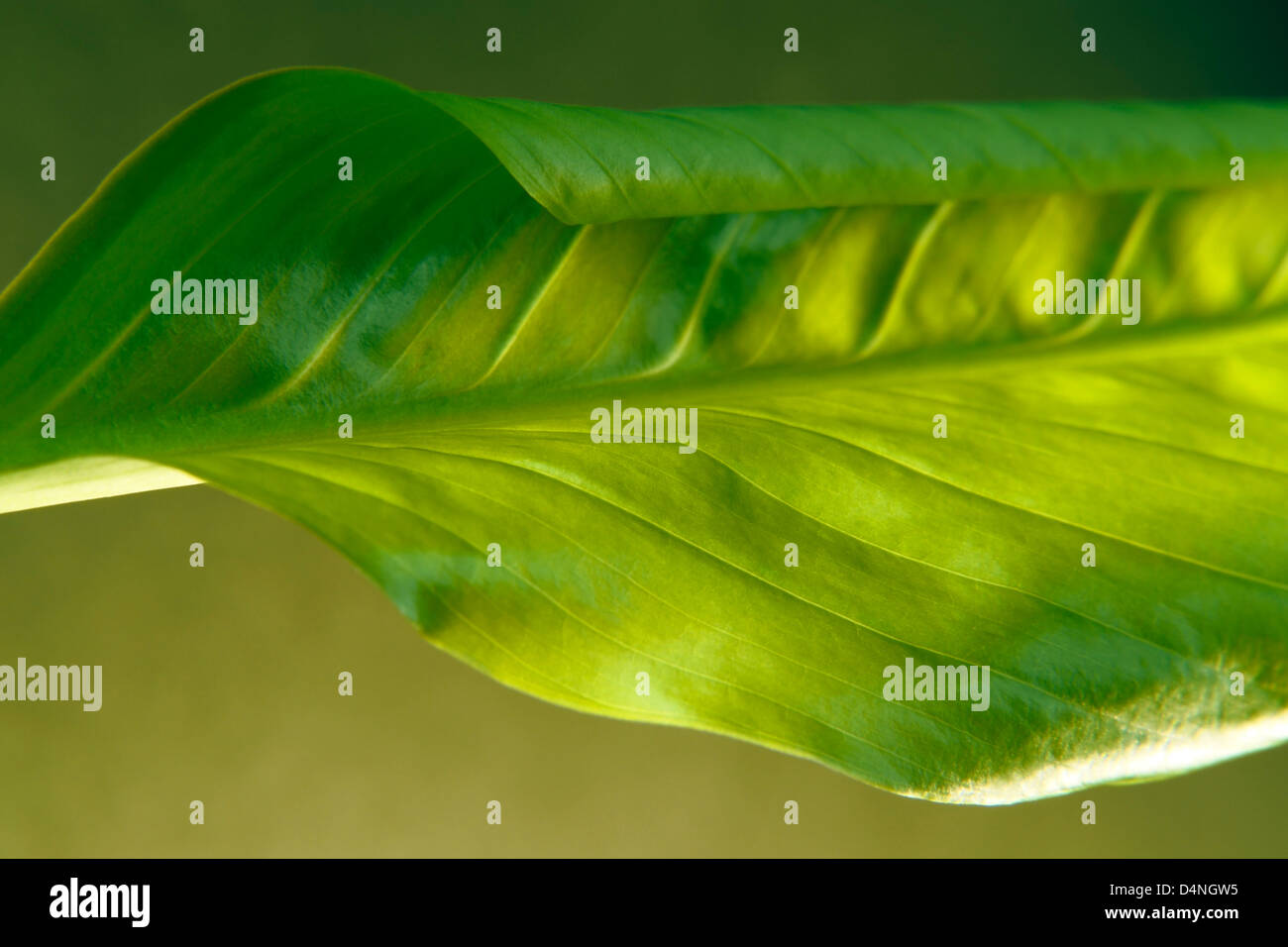 closeup studio photography of a green leaf Stock Photo - Alamy