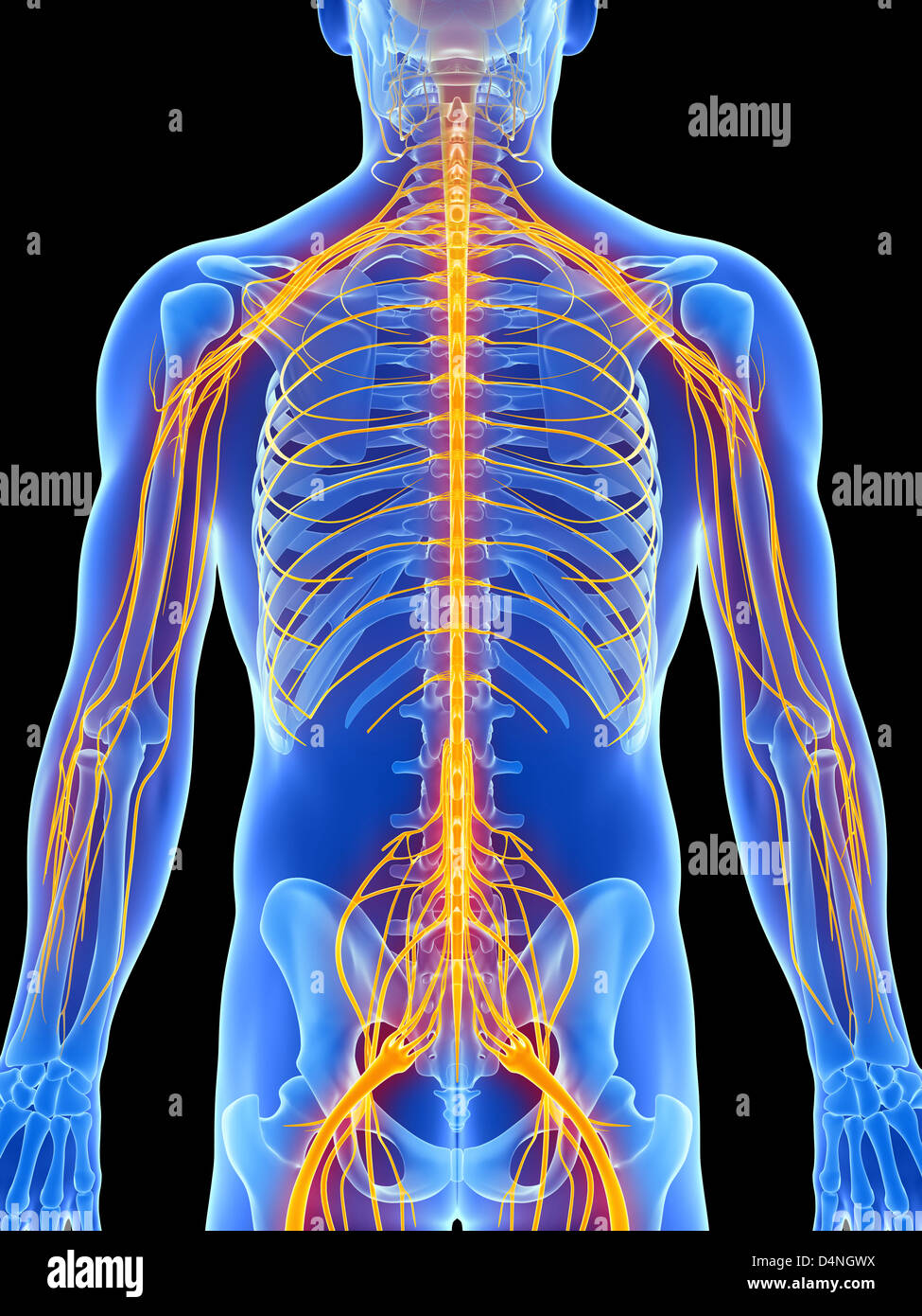 Neuroma hi-res stock photography and images - Alamy