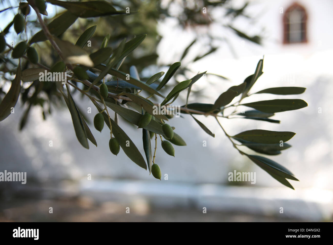 Olive branch tree hi-res stock photography and images - Alamy