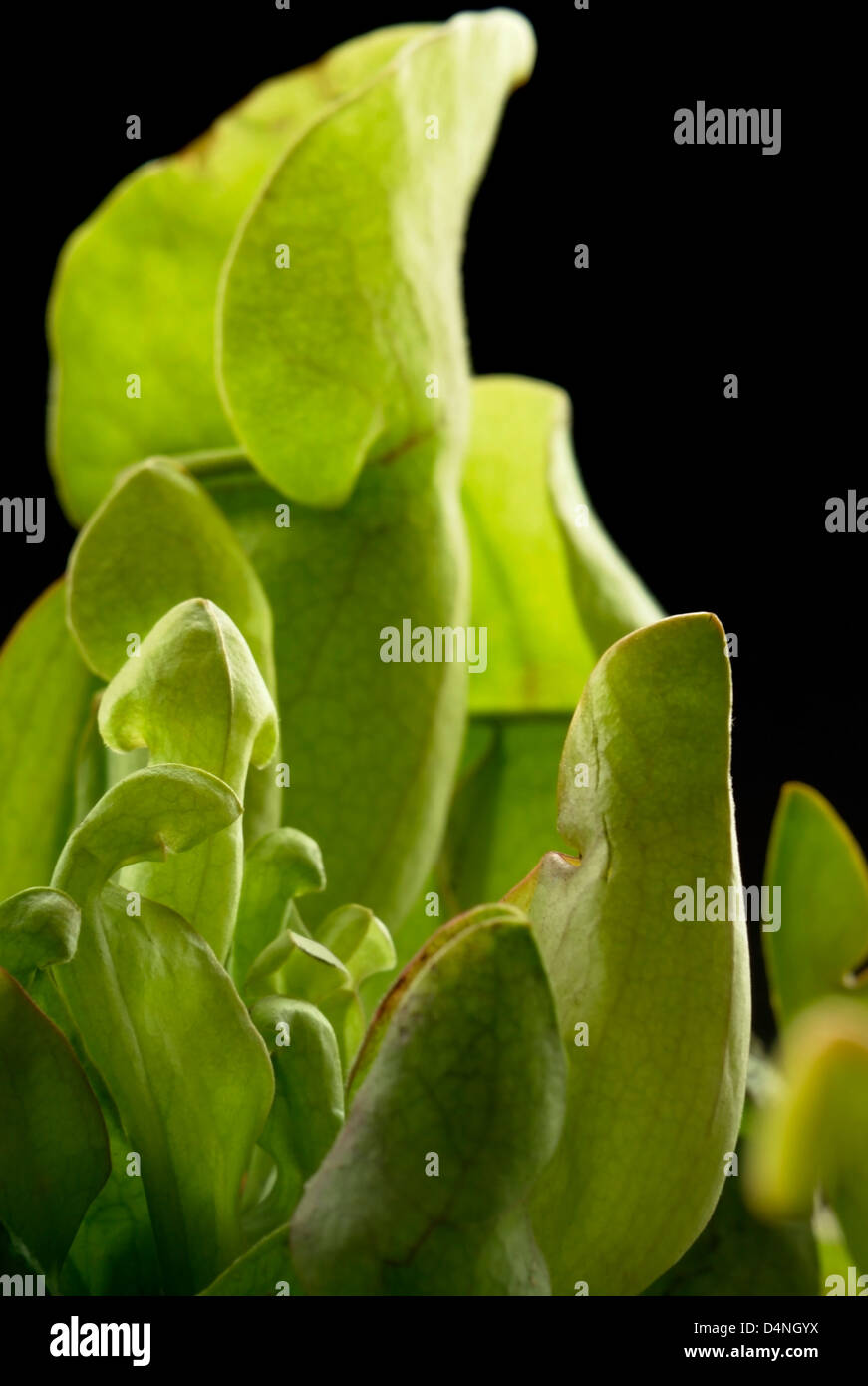detail of a carnivorous pitfall trap plant in black back Stock Photo ...
