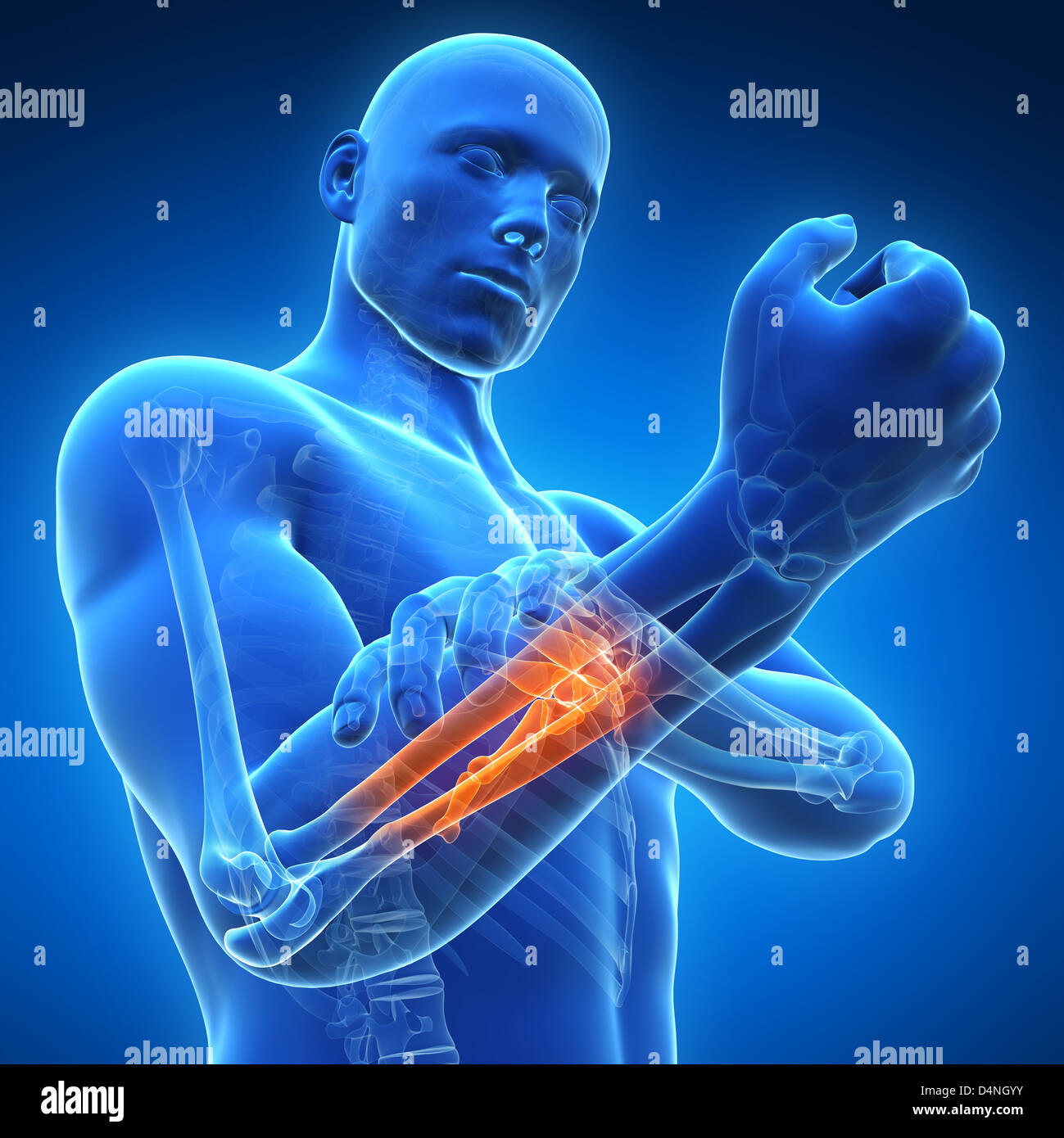 Anatomy arm wrist hand hi-res stock photography and images - Alamy