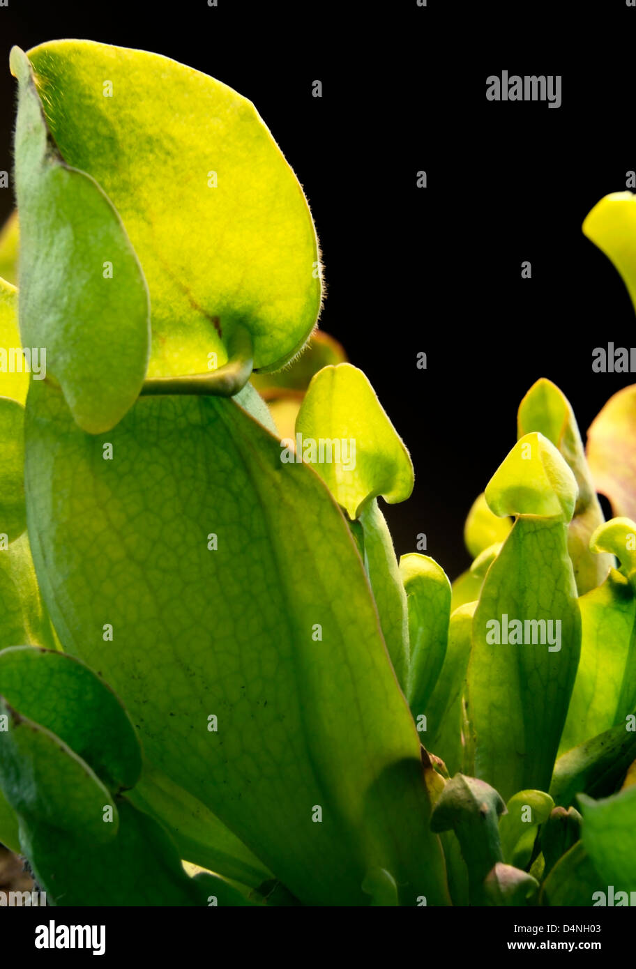 detail of a carnivorous pitfall trap plant in black back Stock Photo ...