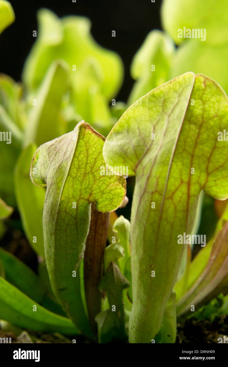 detail of a carnivorous pitfall trap plant in black back Stock Photo ...