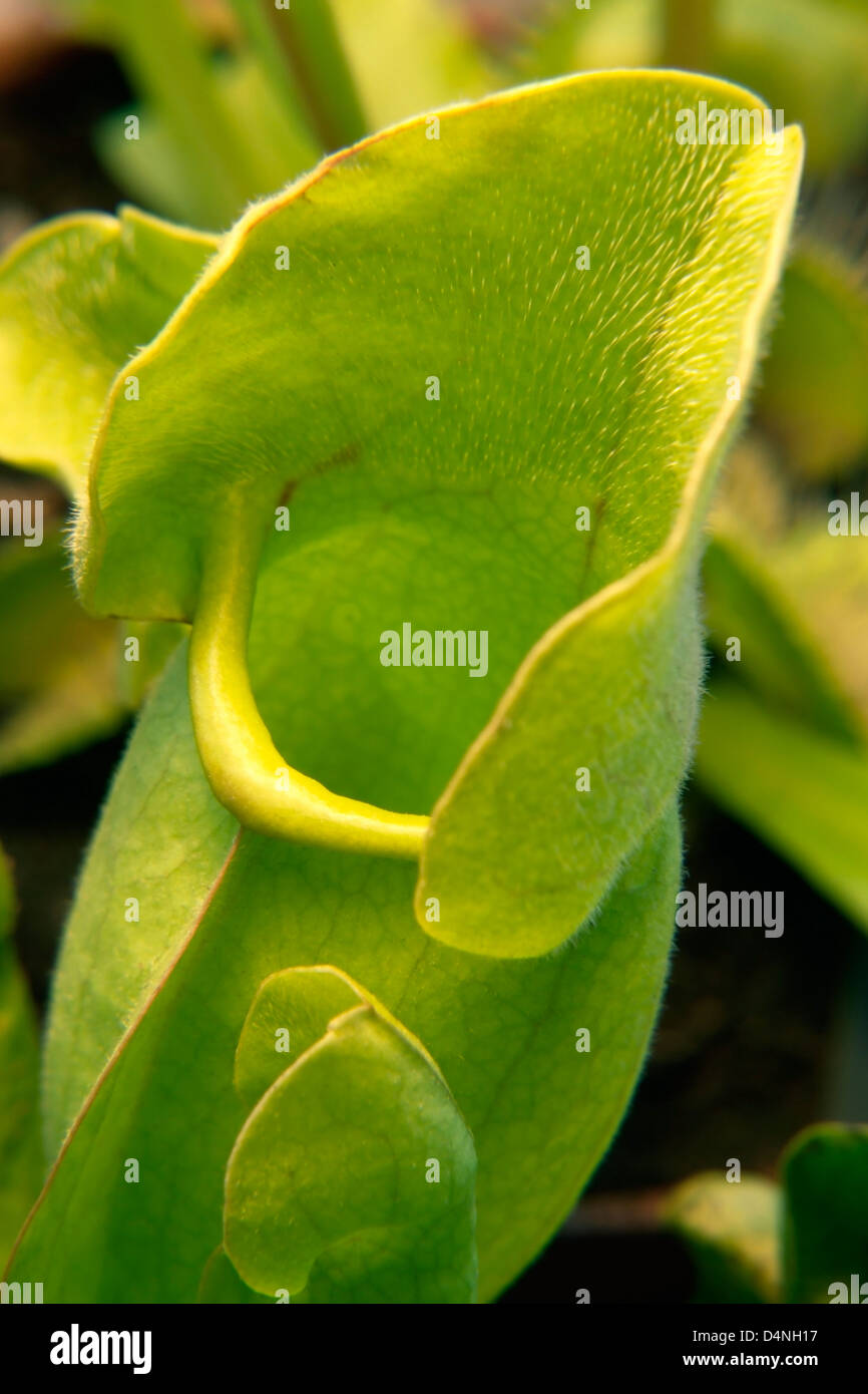 detail of a carnivorous pitfall trap plant Stock Photo - Alamy