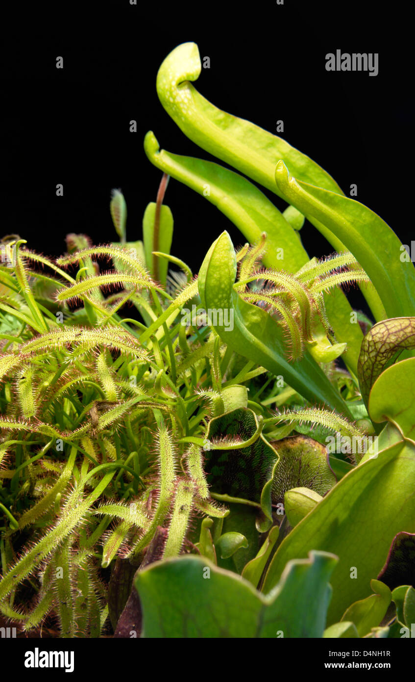 Flypaper plants hi-res stock photography and images - Alamy