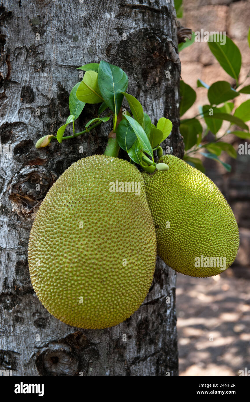 Jackfruit thailand hi-res stock photography and images - Alamy