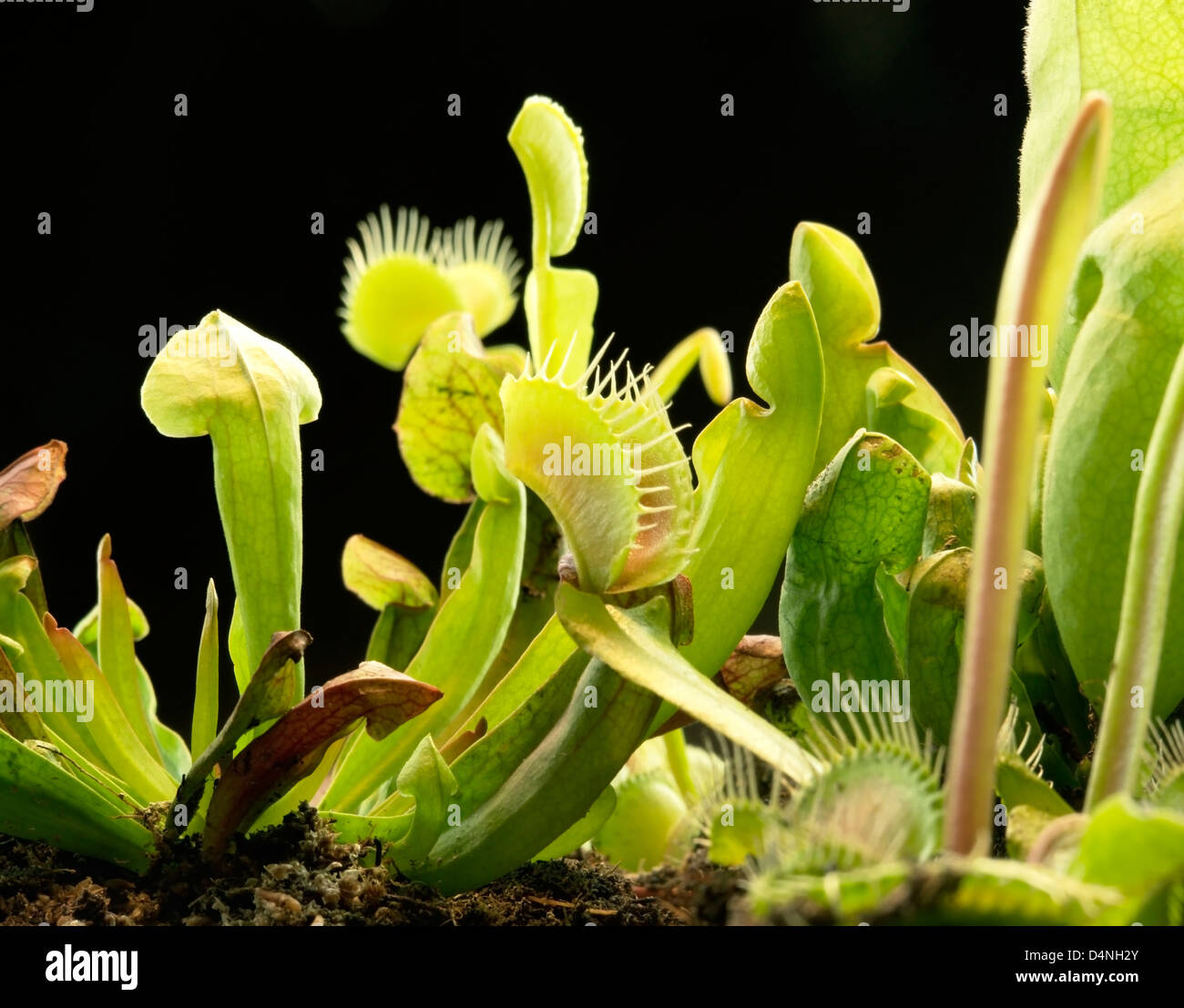 Black pitcher plant black light hi-res stock photography and images - Alamy