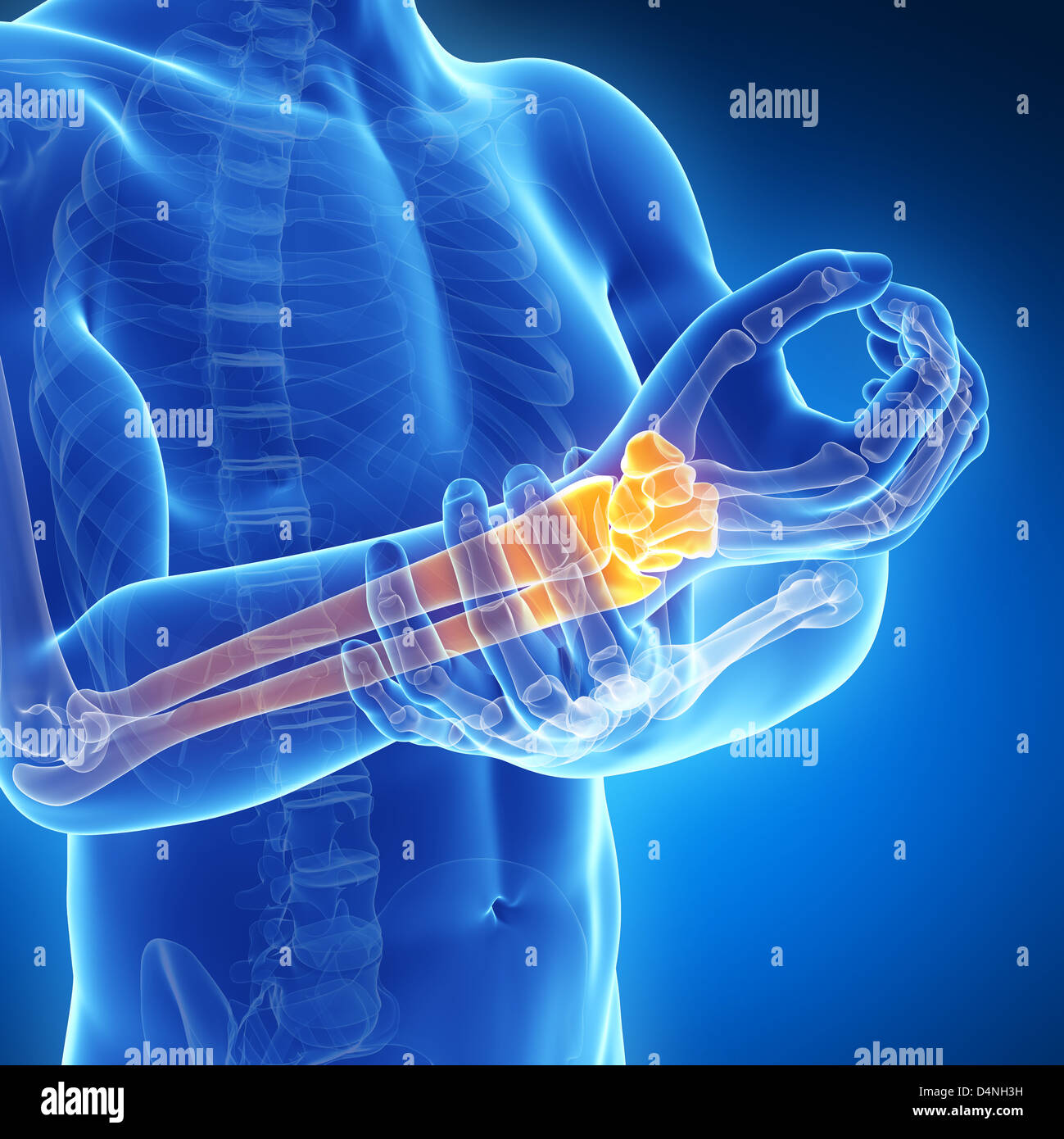 Hand and wrist anatomy hi-res stock photography and images - Alamy