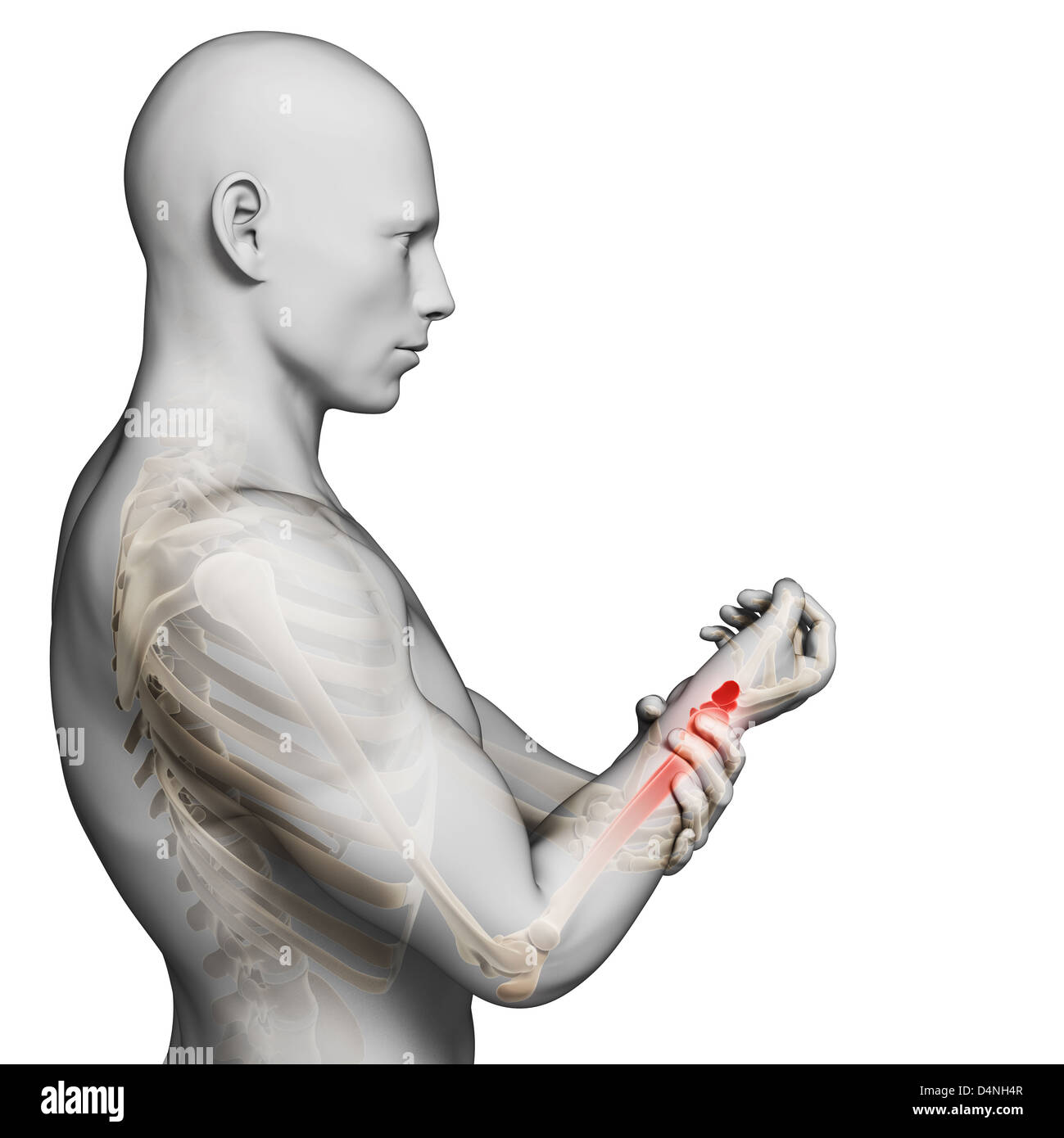 Hand and wrist anatomy Cut Out Stock Images & Pictures - Alamy