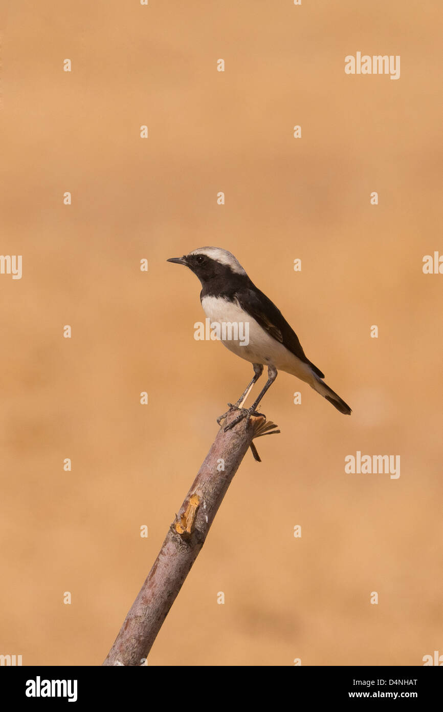 Desert wheatear india hi-res stock photography and images - Alamy