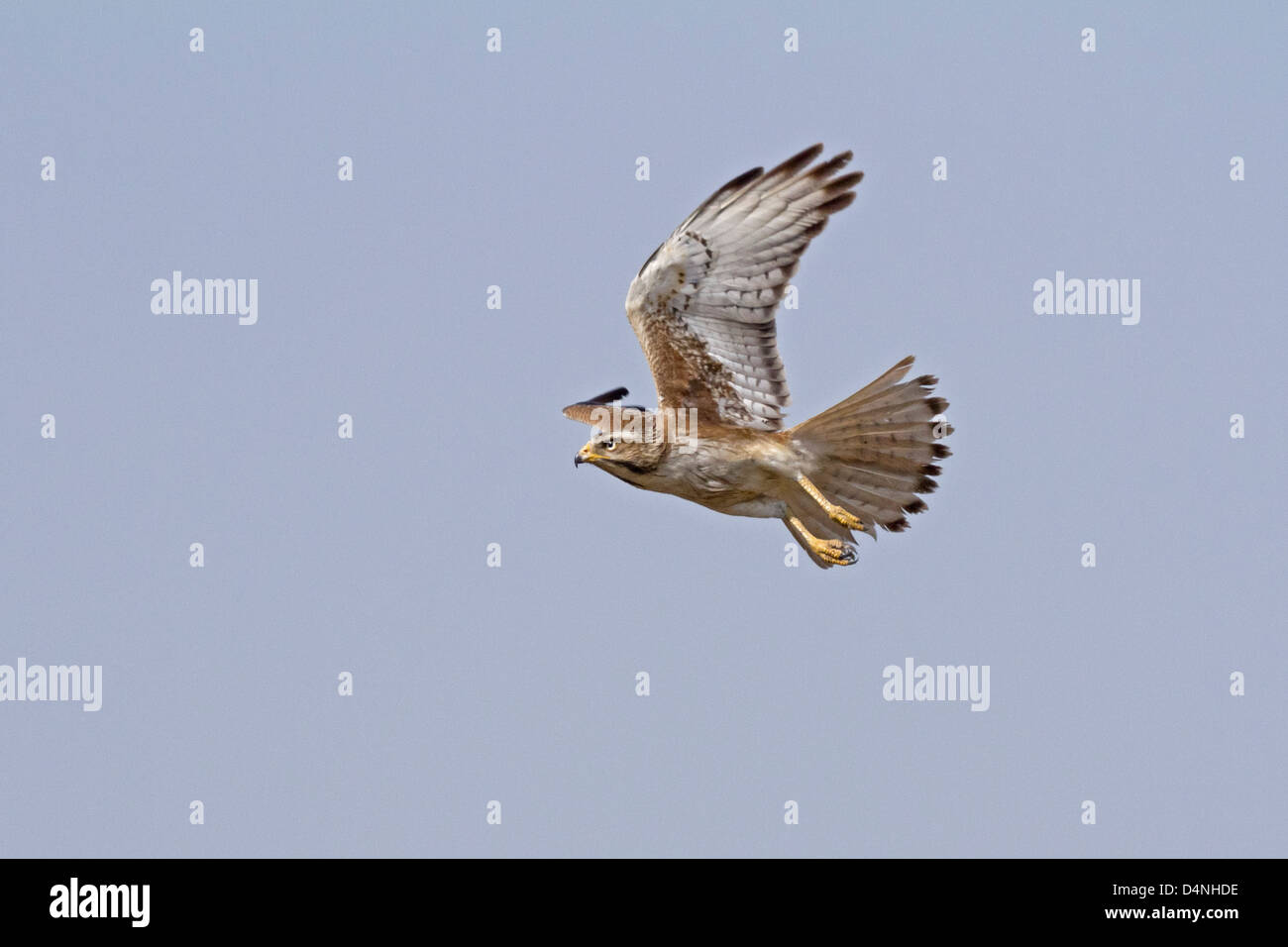 Buzzard flying in the desert hi-res stock photography and images - Alamy