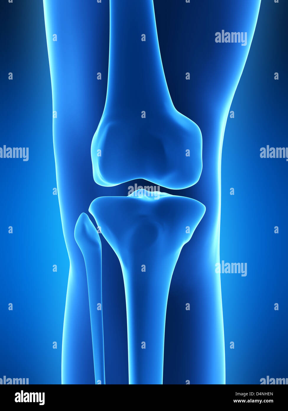 Human shin bone and ligament hi-res stock photography and images - Alamy