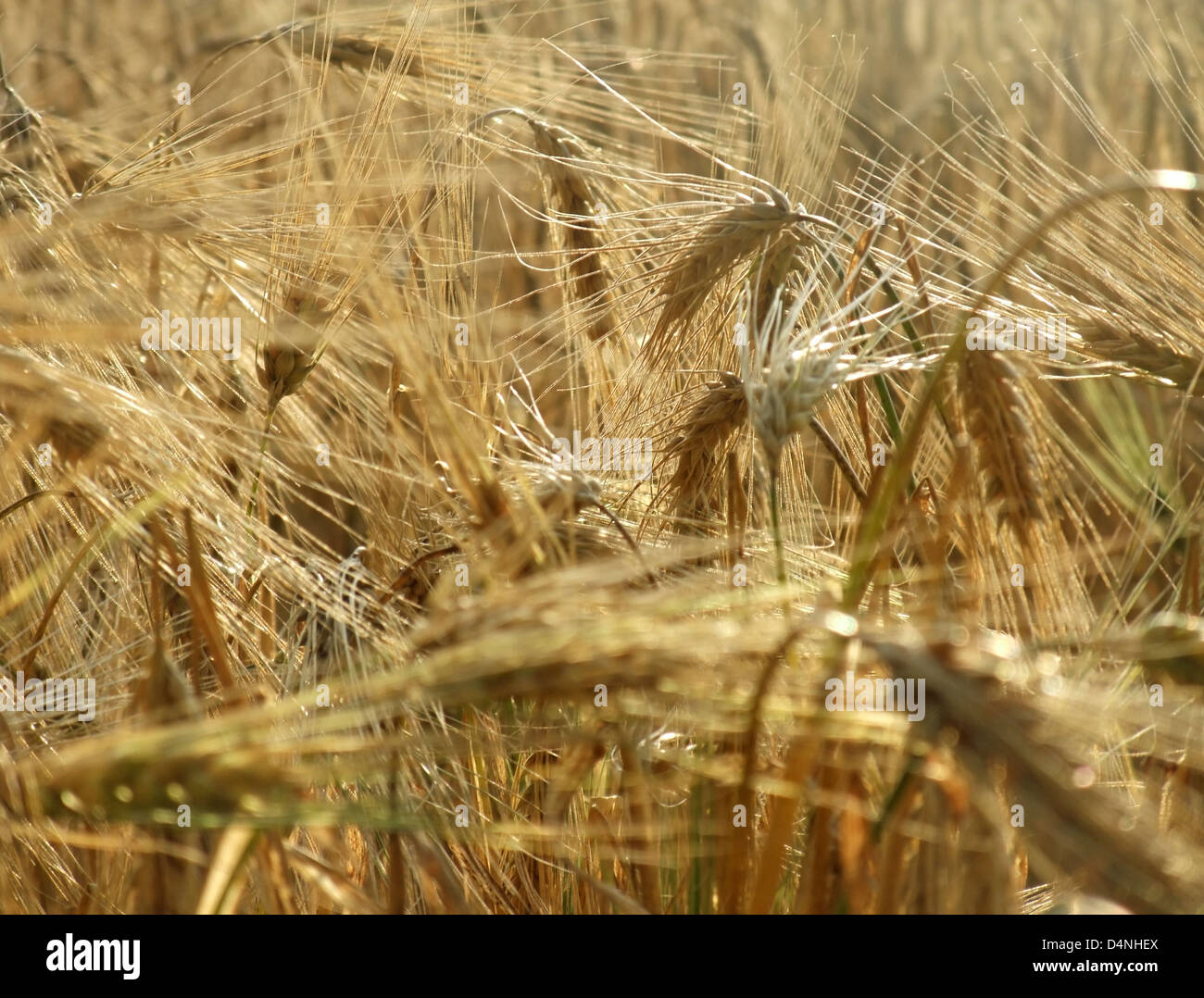 detail of a barley field Stock Photo - Alamy