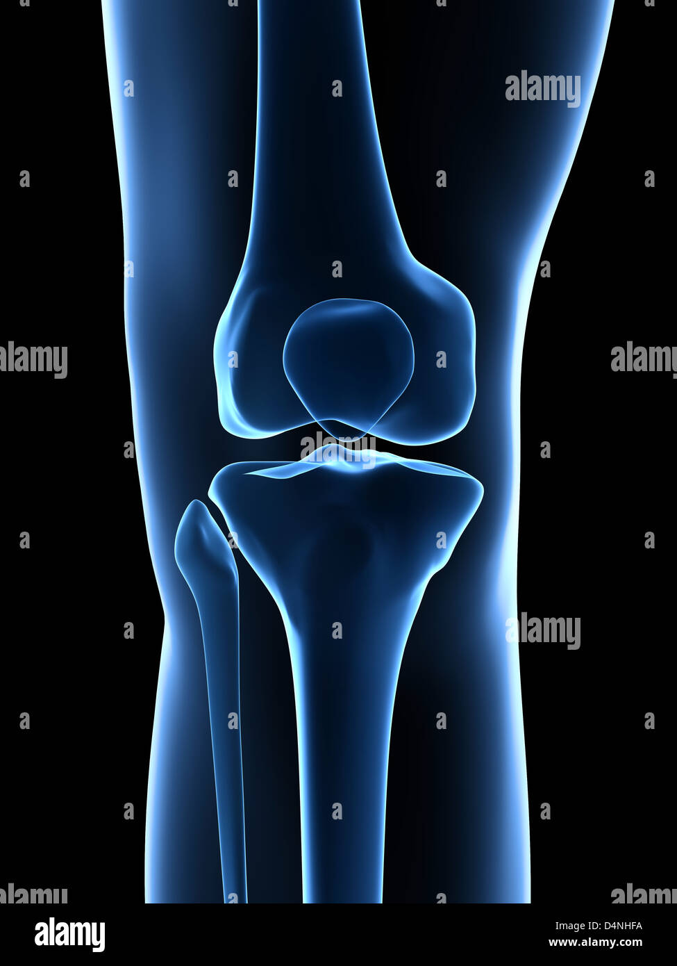 Human shin bone and ligament hi-res stock photography and images - Alamy