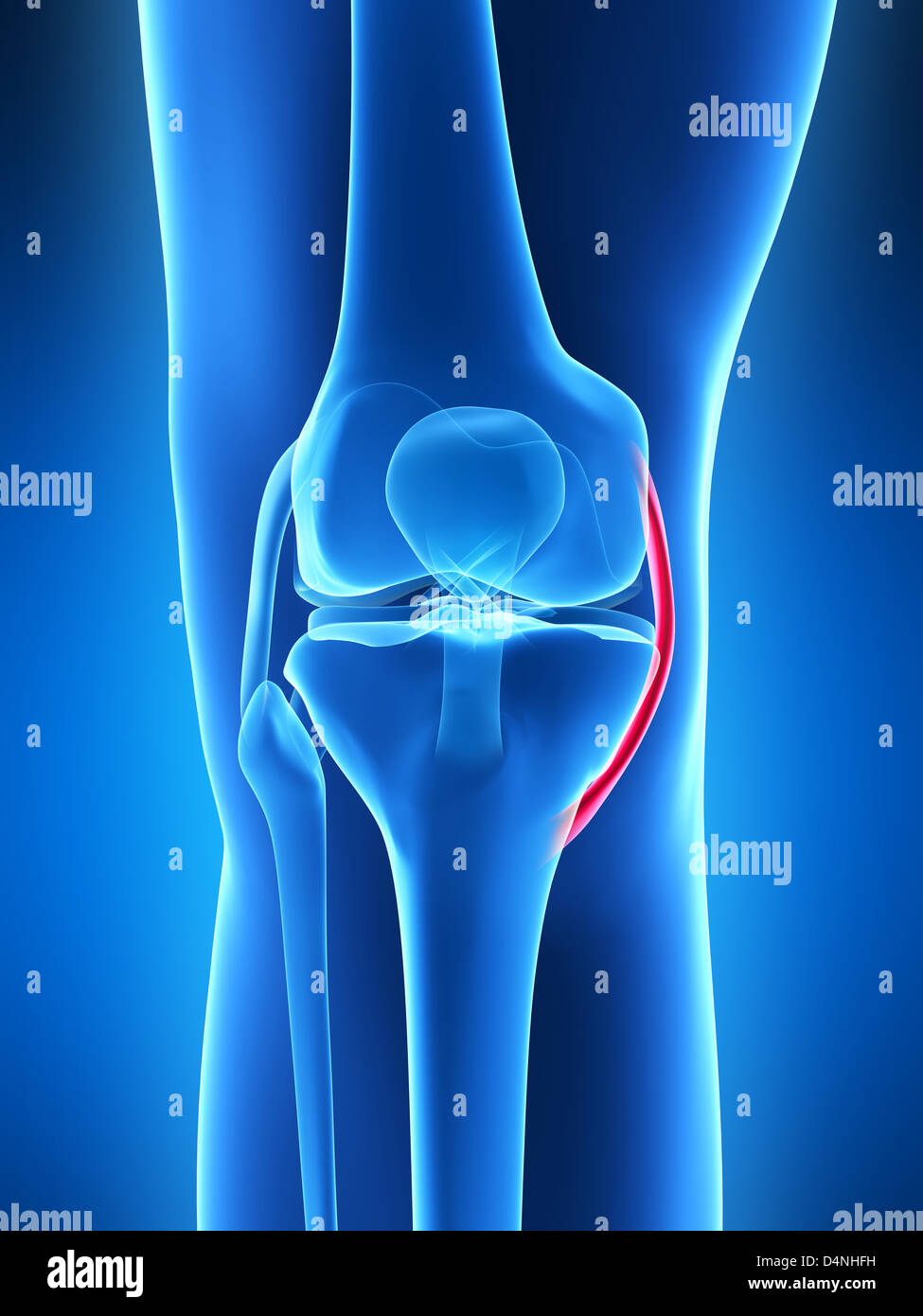 Human shin bone and ligament hi-res stock photography and images - Alamy