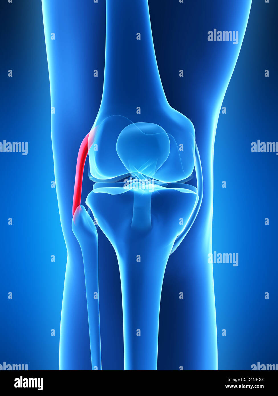 Human knee cap hi-res stock photography and images - Alamy