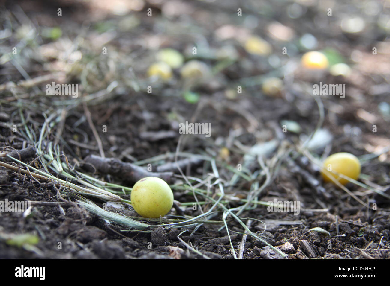 Fruits on the ground Stock Photo - Alamy