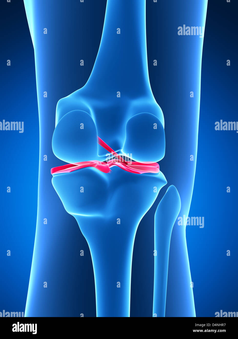 Human shin bone and ligament hi-res stock photography and images - Alamy