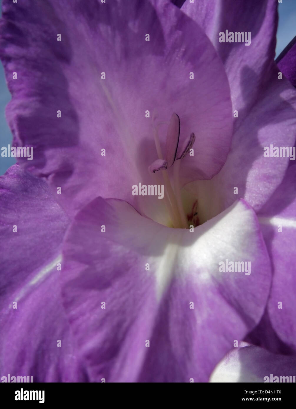 detail of a gladiolus flower Stock Photo - Alamy