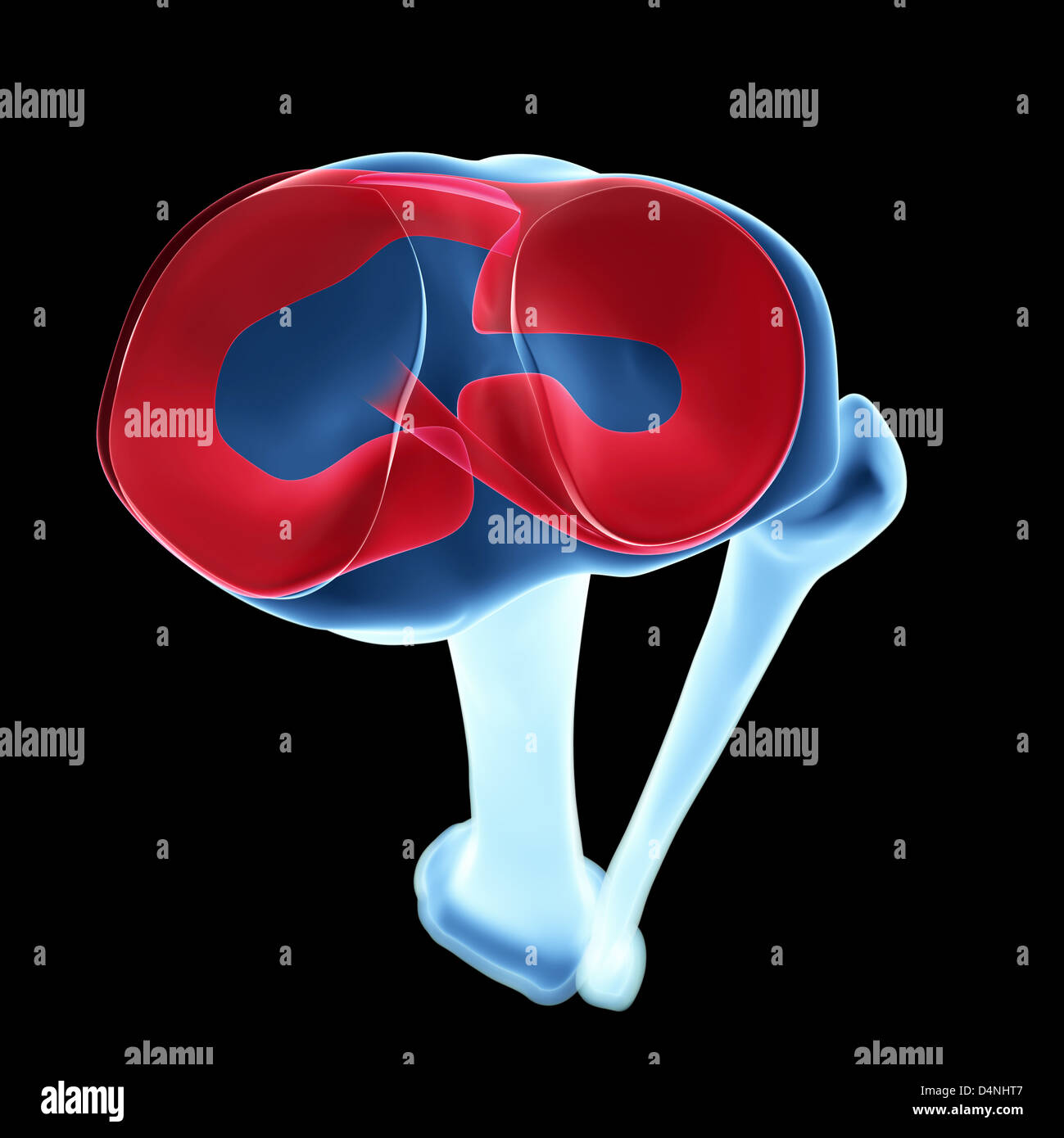 Meniscus knee anatomy medical hi-res stock photography and images - Alamy
