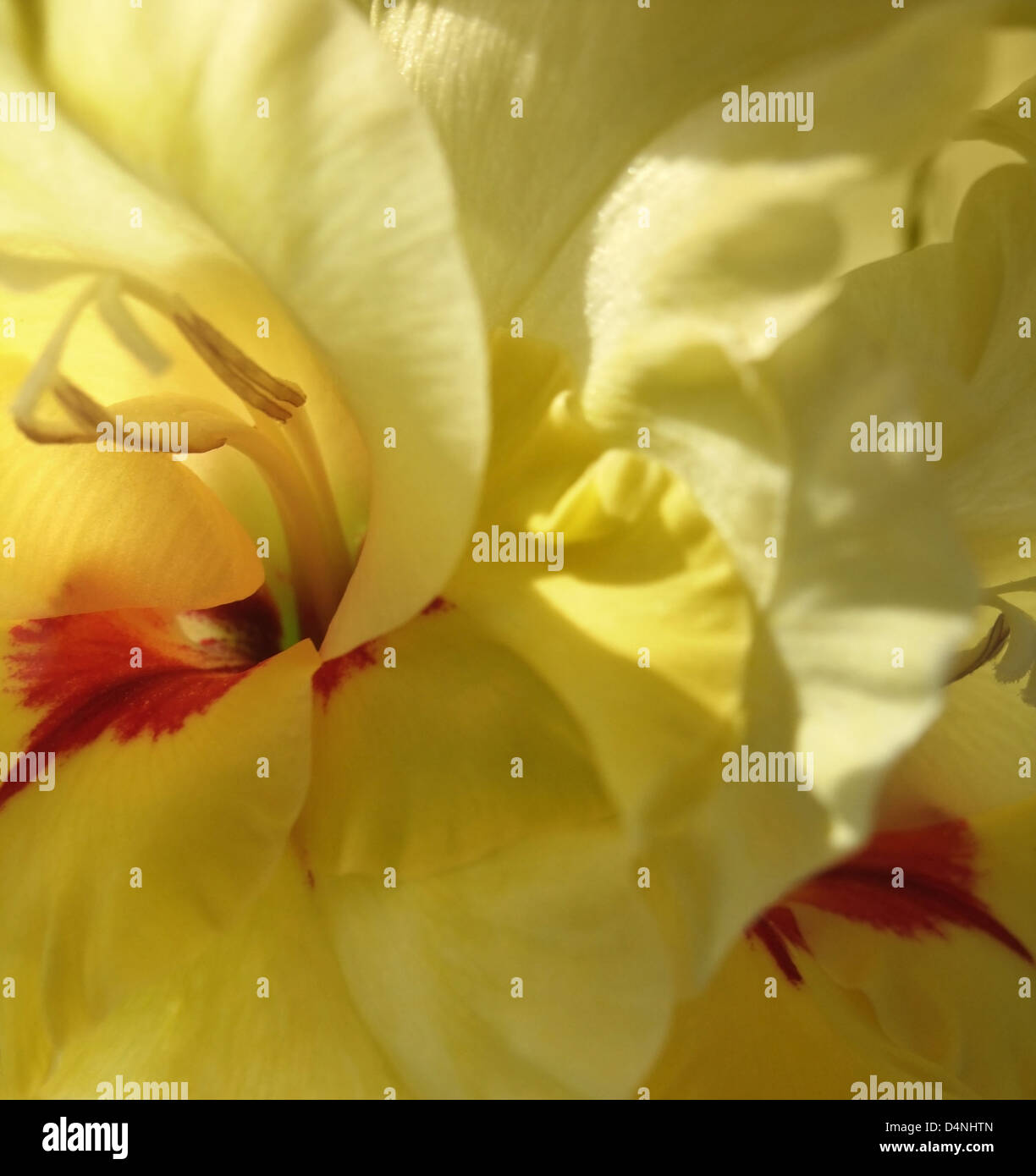Yellow gladiolus hi-res stock photography and images - Alamy