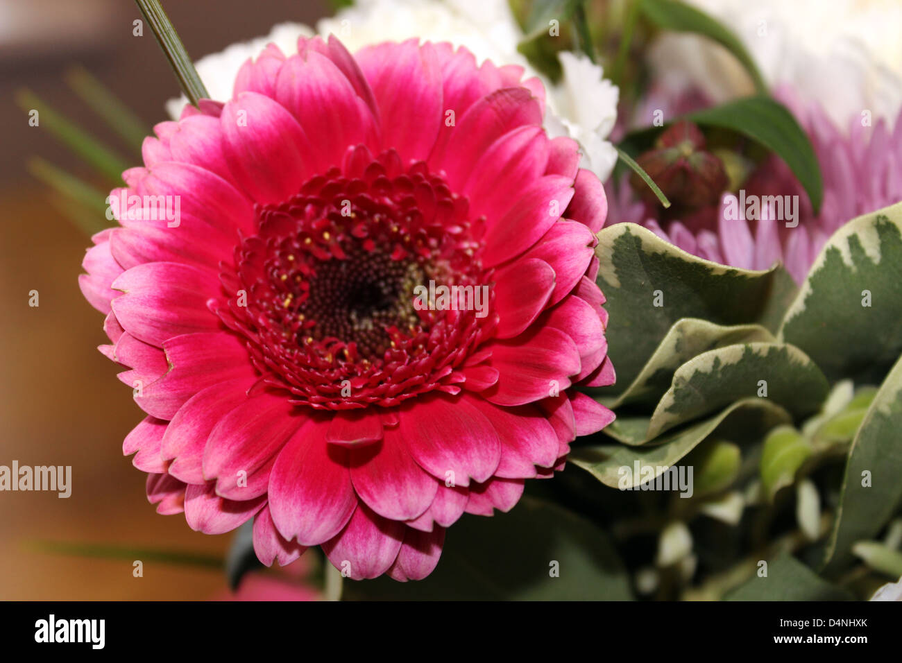 pretty gerbera flowers Stock Photo - Alamy