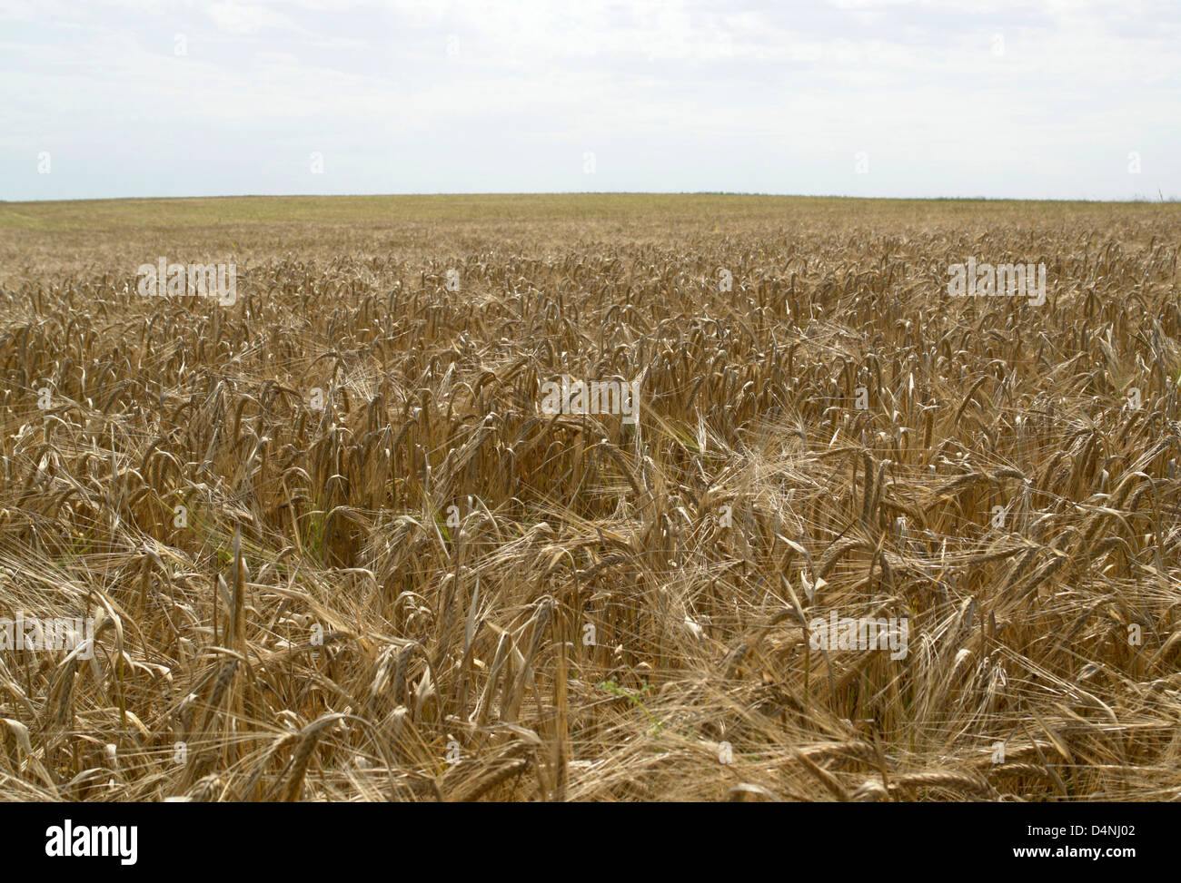 detail of a barley field Stock Photo - Alamy