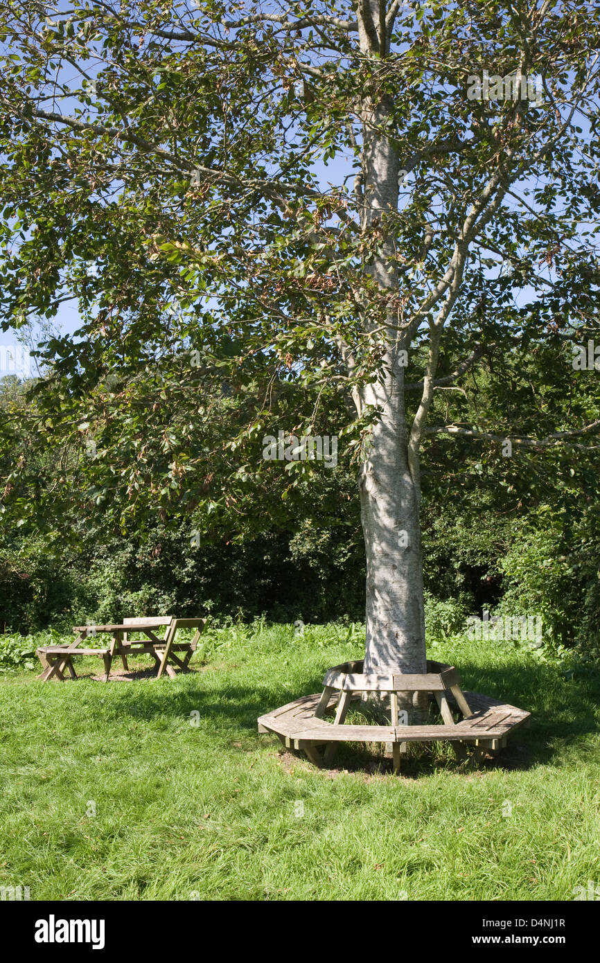 Shady tree hi-res stock photography and images - Alamy