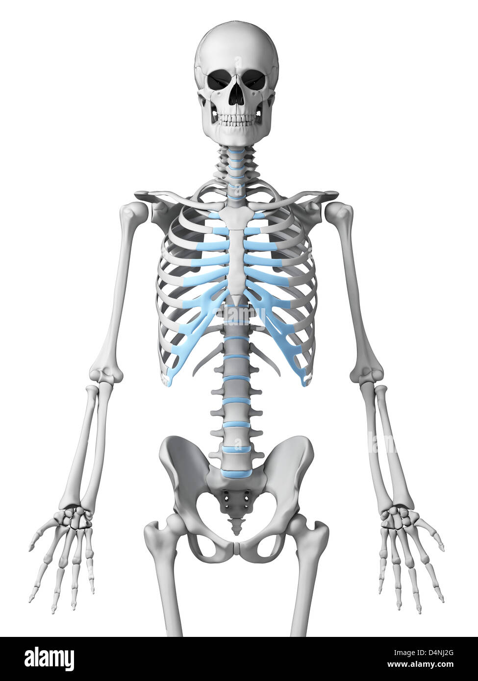 Human thorax anatomy Cut Out Stock Images & Pictures - Alamy