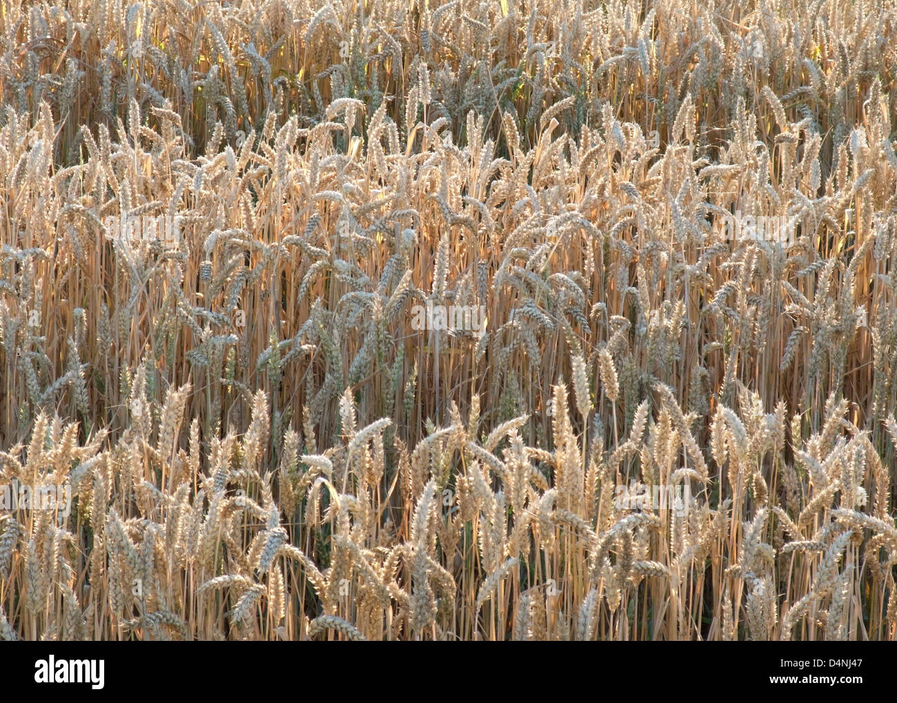 Rows of turf hi-res stock photography and images - Alamy