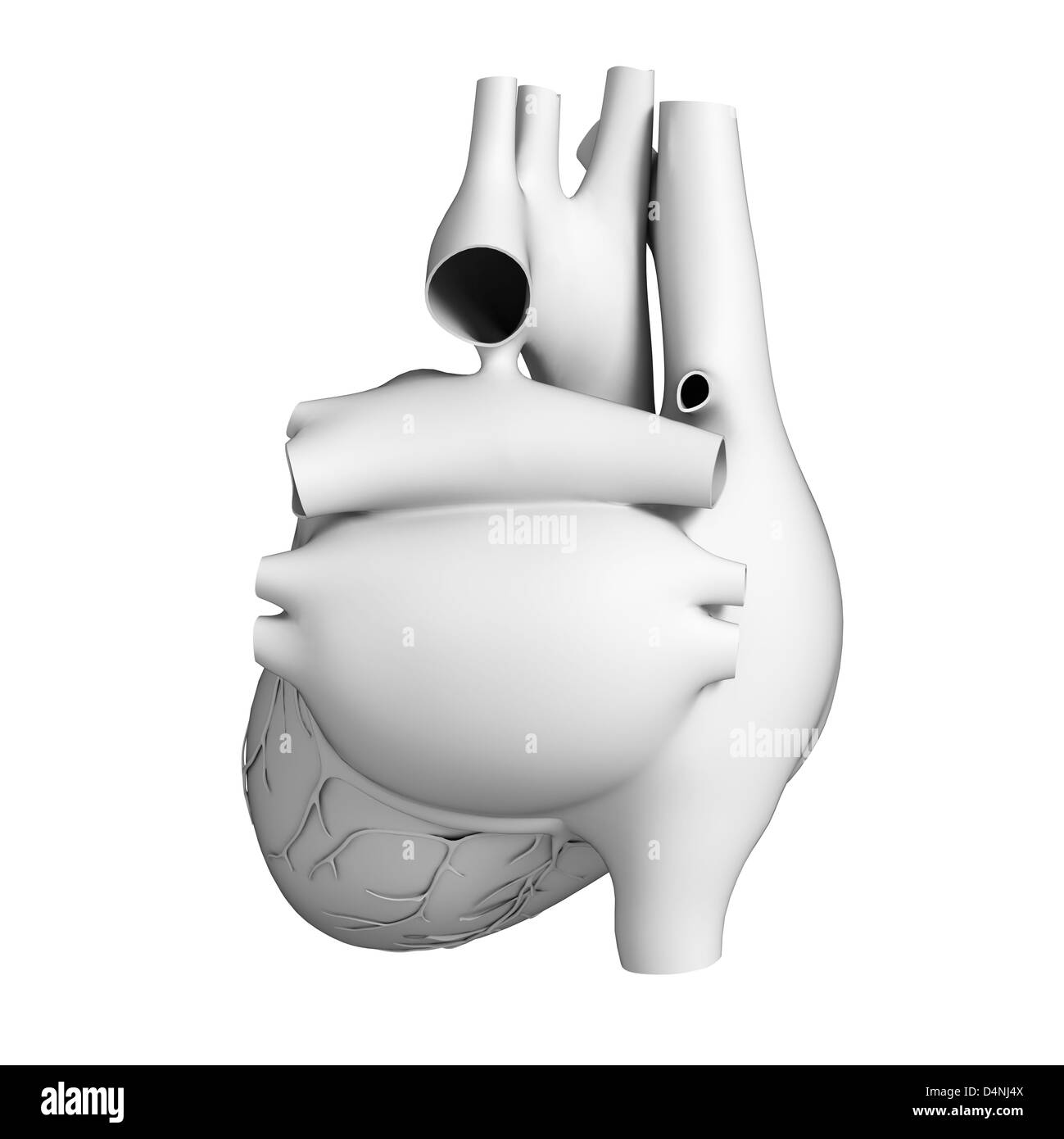 Human heart diagram Black and White Stock Photos & Images - Alamy