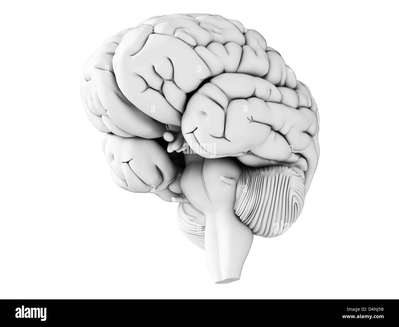 Human brain cortex Cut Out Stock Images & Pictures - Alamy