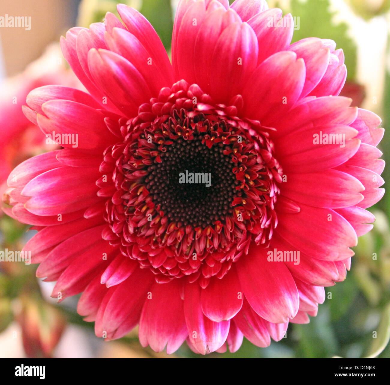 pretty gerbera flowers Stock Photo - Alamy