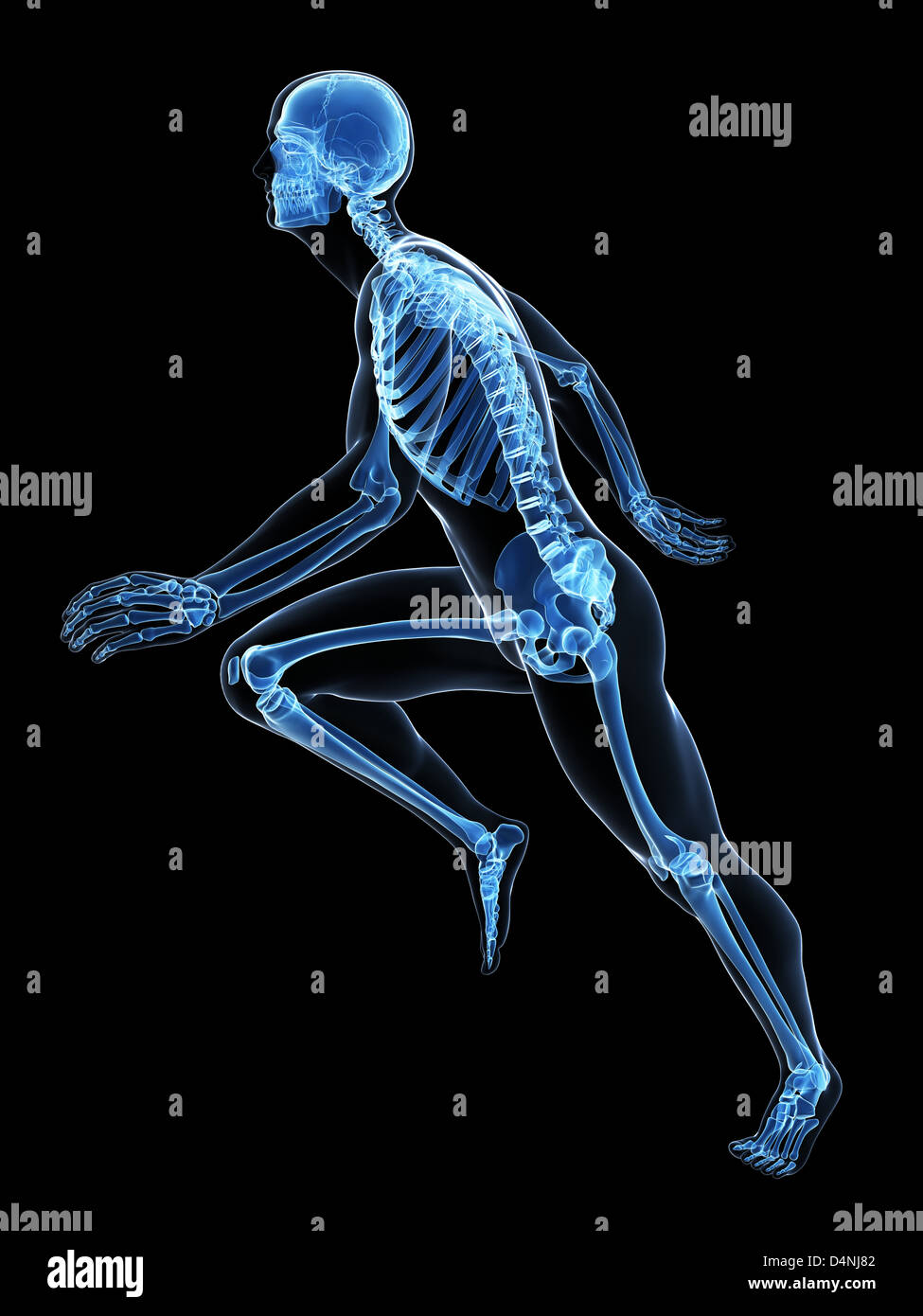 Human anatomy walking medical hi-res stock photography and images - Alamy
