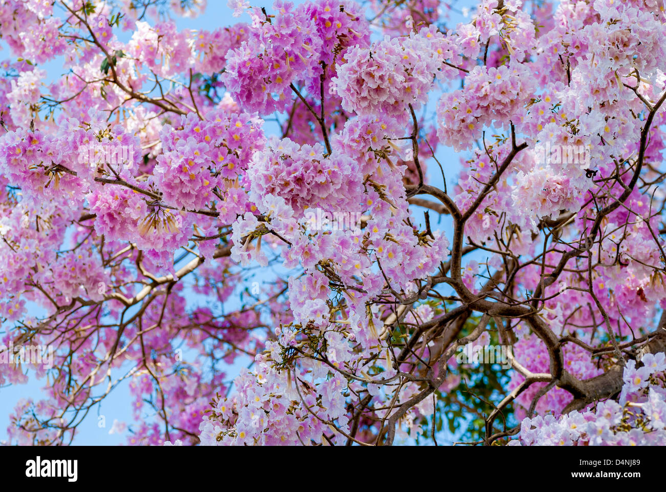 Close up of a Beautiful Poui tree in the Queen's Park Savannah,Trinidad ...