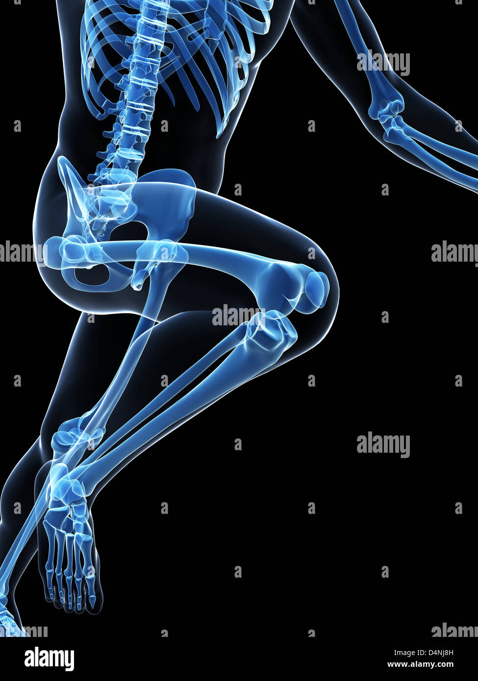 Skeleton human anatomy walking hi-res stock photography and images - Alamy