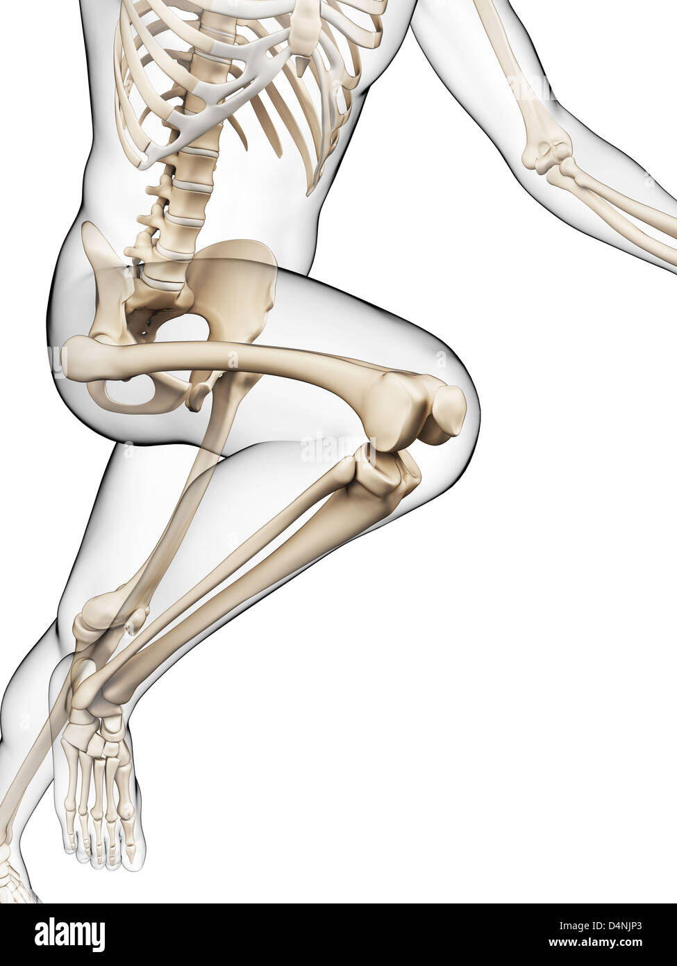 Anatomy of the hip hi-res stock photography and images - Alamy