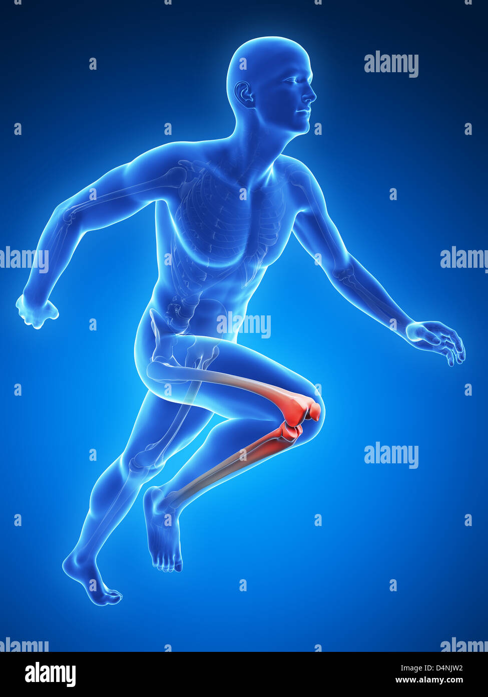 Runners highlighted joints Stock Photo - Alamy