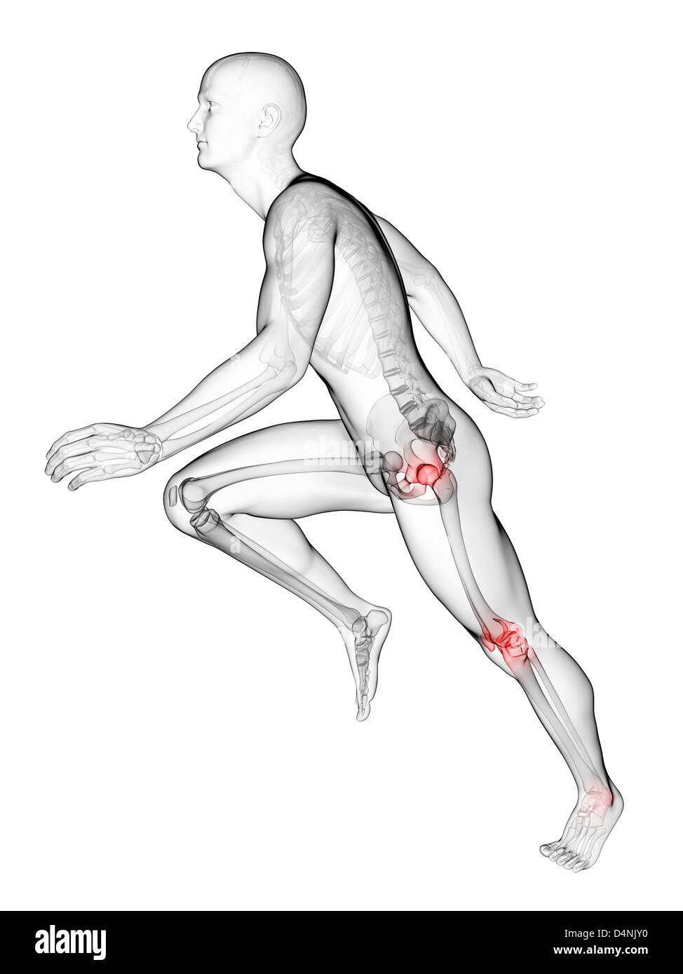 Runners highlighted joints Stock Photo - Alamy