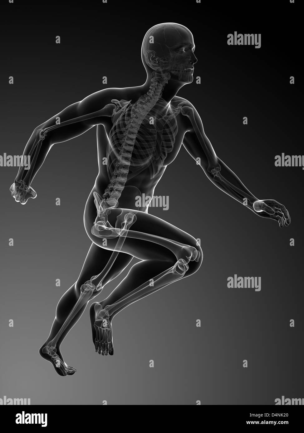 Body illustration anatomy joints Black and White Stock Photos & Images ...